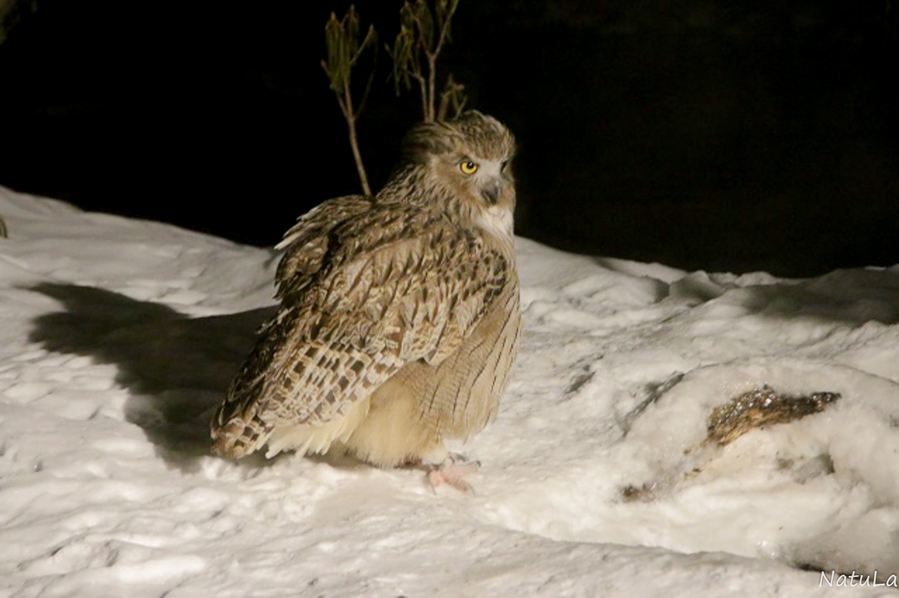 NatuLaのできること – NatuLa